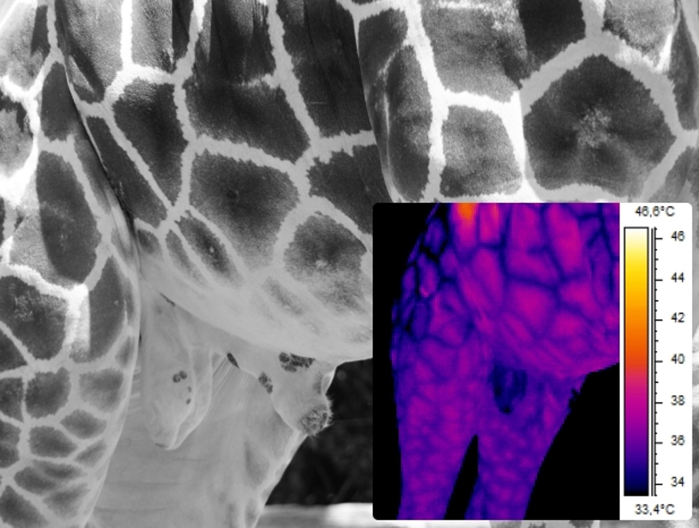 Thermoregulation - World of Warmth